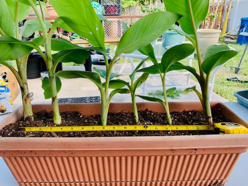 Musa Banana Plant | Working Title One