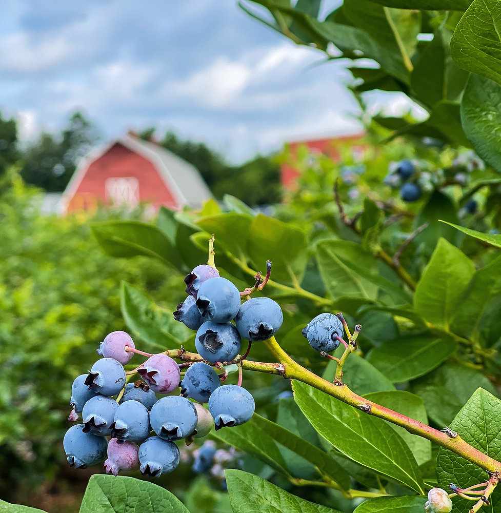 From Farm to Table: Understanding the Journey of Fresh Food at ...