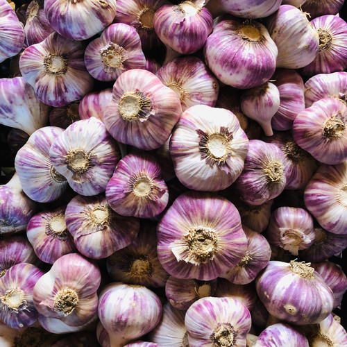 Red Russian garlic | organiconlyfarm.com