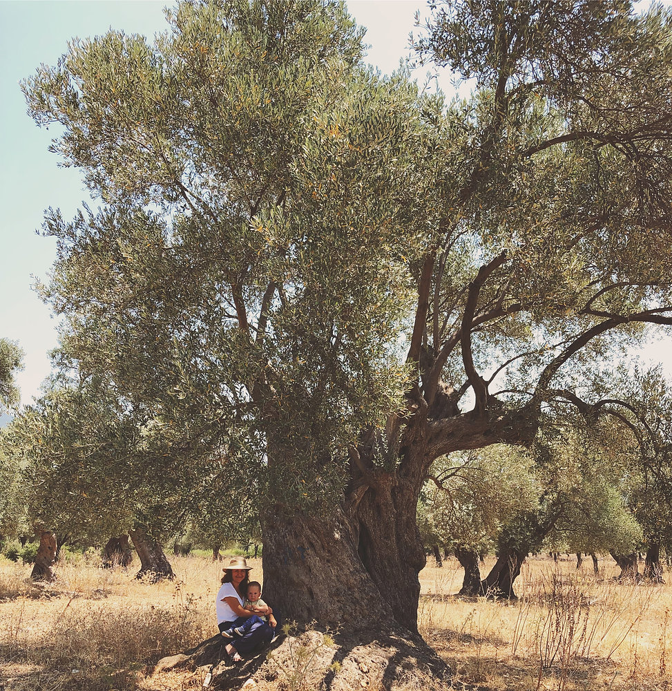 Ancient Tree in Turkey Is 3,000 Years Old, Was Planted in Roman Burial ...
