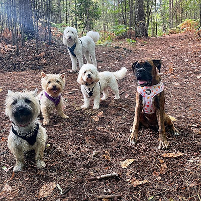 Bracknell Dogs | Dog walker bracknell