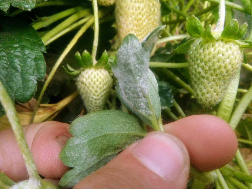 OIDIO (Sphaerotheca Macularis)