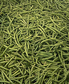 GIVING | First Fruits Farm