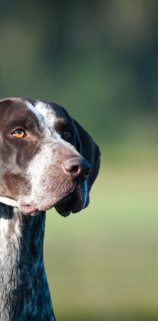 american pointer rescue
