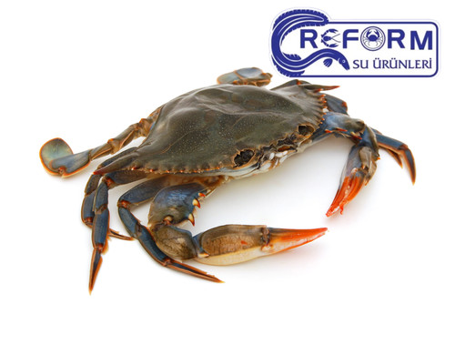 Yumuşak Kabuklu Mavi Yengeç (140-200 Gr) | Reform Su Urunleri