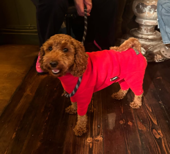 Best 10 Dog-Friendly Pubs in East and North London