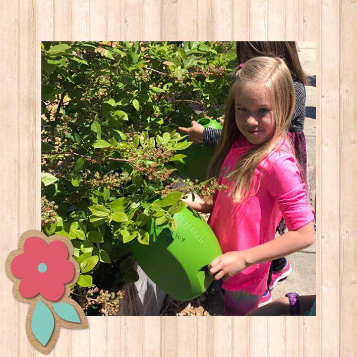 Garden | Dorothy Fox Elementary School PTA | Camas, WA