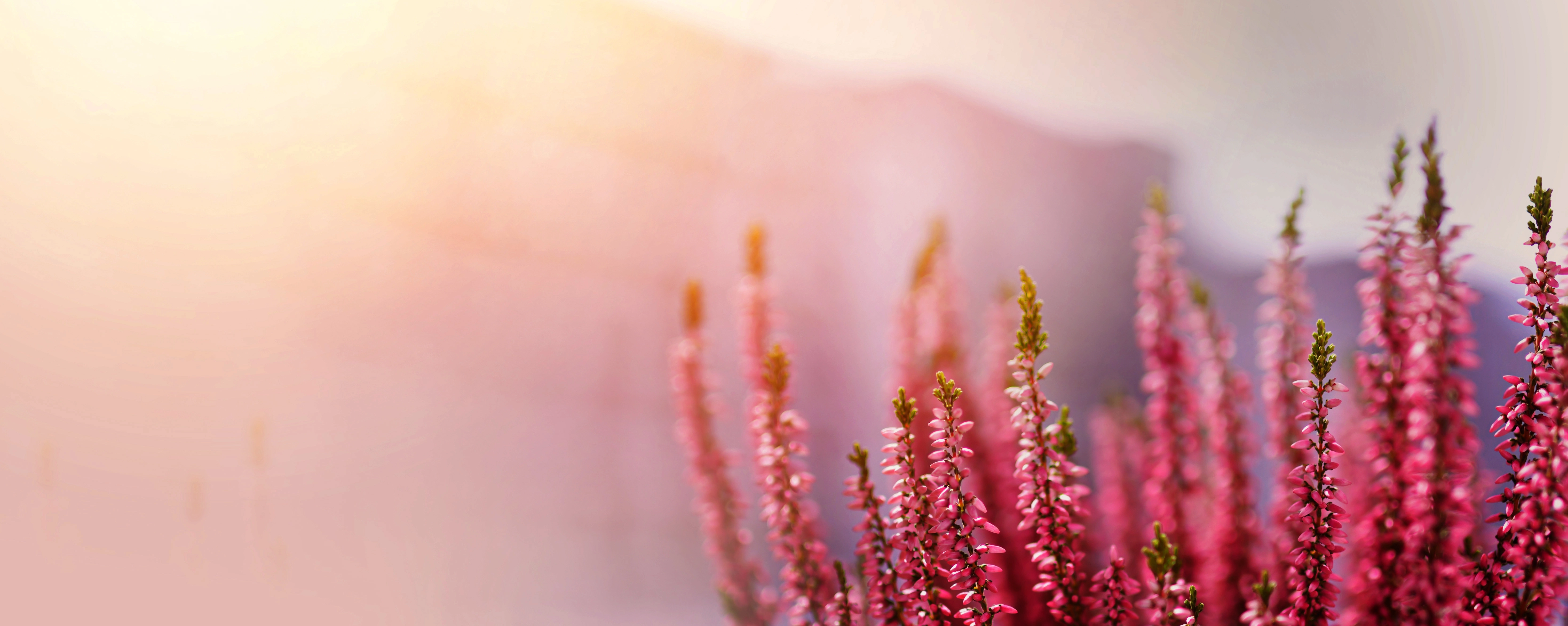 Calluna Rosa | Botanische tuin | Franselei 1, Kapellen