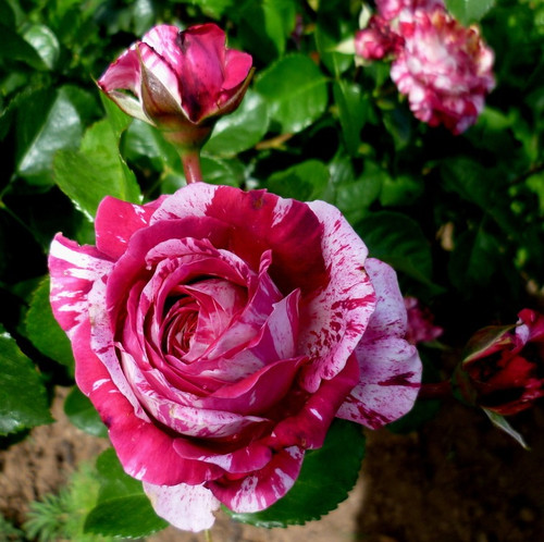 Toi toi toi! | Plants Rose World