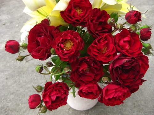 Red Pinocchio | Plants Rose World