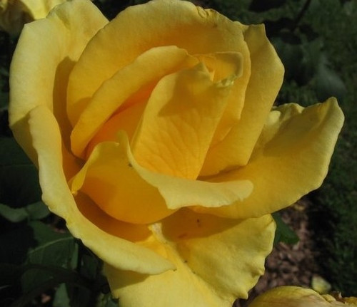 Bellissima | Plants Rose World