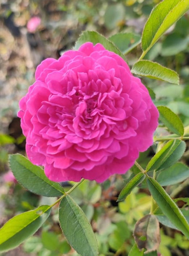 Edward ll | Plants Rose World