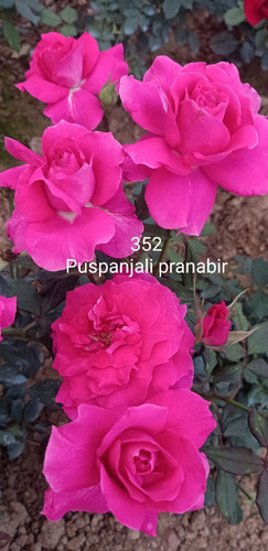 Jenny | Puspanjali Pranabir