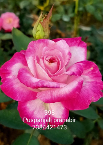 Aristocrat medium plant | Puspanjali Pranabir