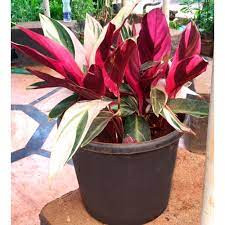 Alpinia Plant | Plants Rose World