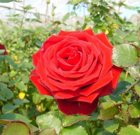 Belle Rouge | Plants Rose World