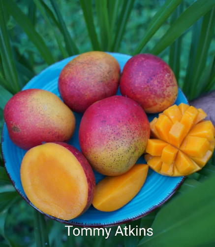 Tommy Atkins | Plants Rose World