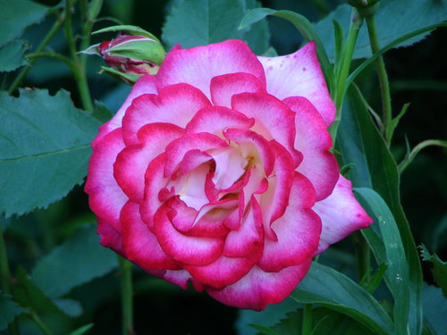 Len Turner | Plants Rose World