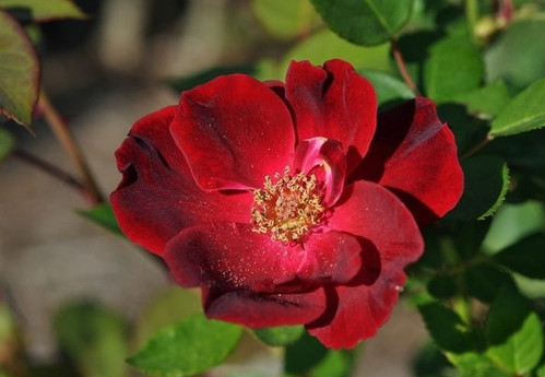 Clg Dusky Maiden | Plants Rose World