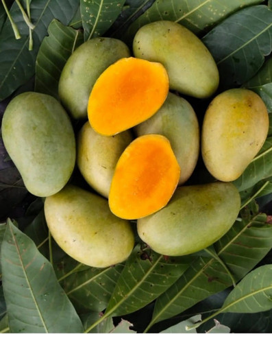Amrapali mango | Plants Rose World