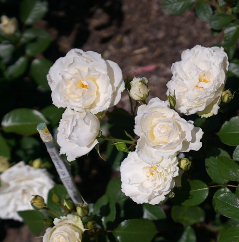 Princess of Wales | Plants Rose World