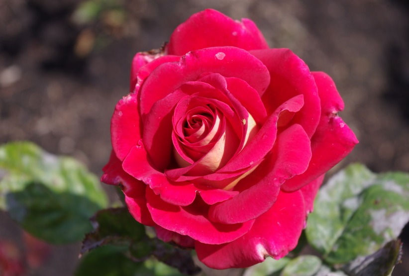 H.T Rose ( Hybrid Rose ) | Plants Rose World 4/17