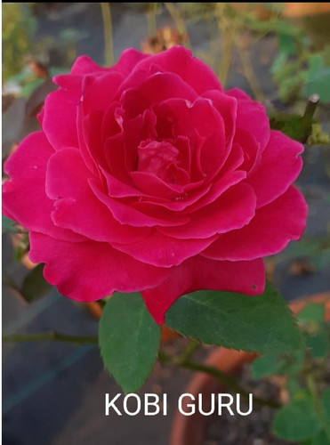 Kobi guru | Plants Rose World
