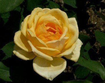 Venusic | Plants Rose World