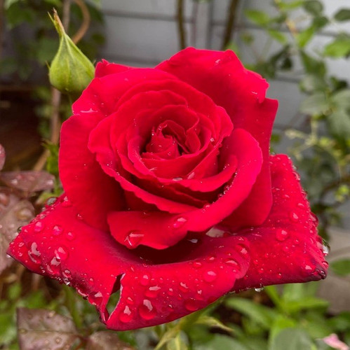 Royal William | Plants Rose World