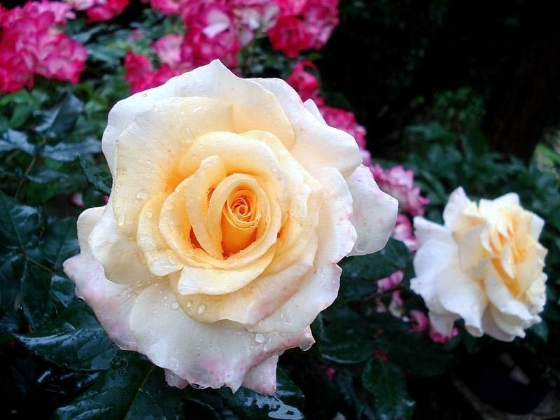 H.T Rose ( Hybrid Rose ) | Plants Rose World 4/17