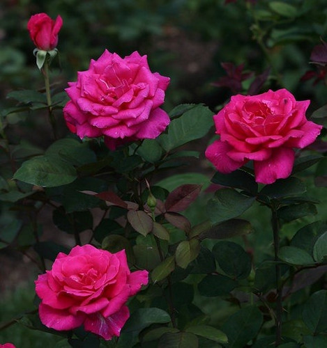 Breathless | Plants Rose World