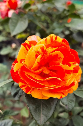 Inferno | Plants Rose World