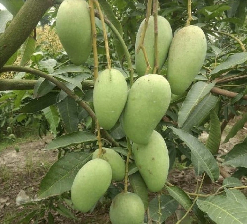 Thyland baromasi | Puspanjali Pranabir