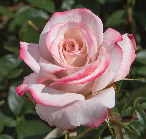 Pinkerbelle | Plants Rose World