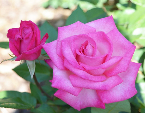Signature | Plants Rose World