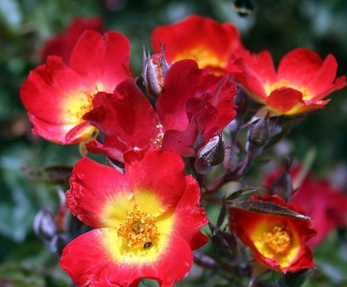 Clg Cocktail | Plants Rose World