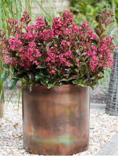 Lagerstroemia dwarf | Plants Rose World