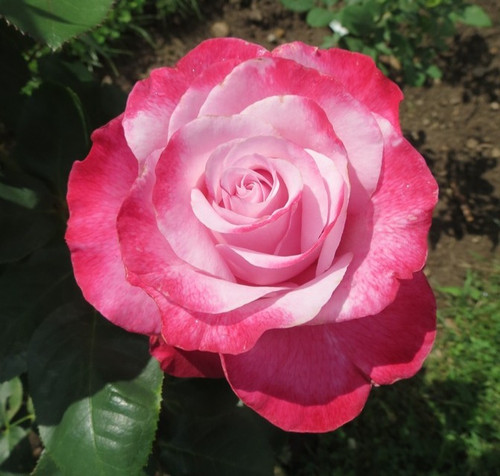 Paradise Found | Plants Rose World