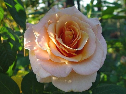 Princess Royal | Plants Rose World