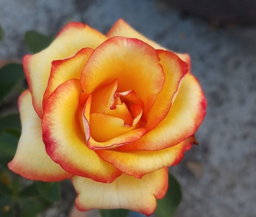 Arena 93 | Puspanjali Pranabir