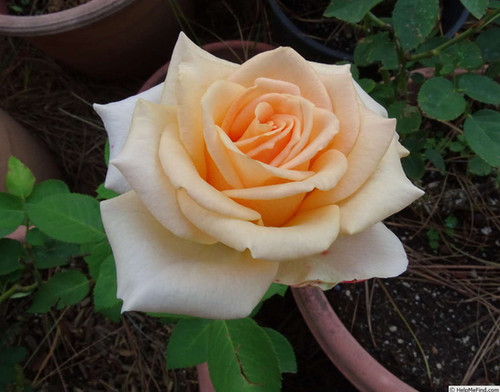 Versilia | Plants Rose World