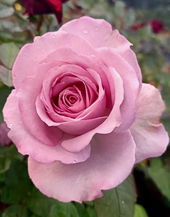 H.T Rose ( Hybrid Rose ) | Plants Rose World 5/17