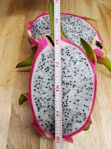 Giant Vietnumese jaina white dragon | Plants Rose World