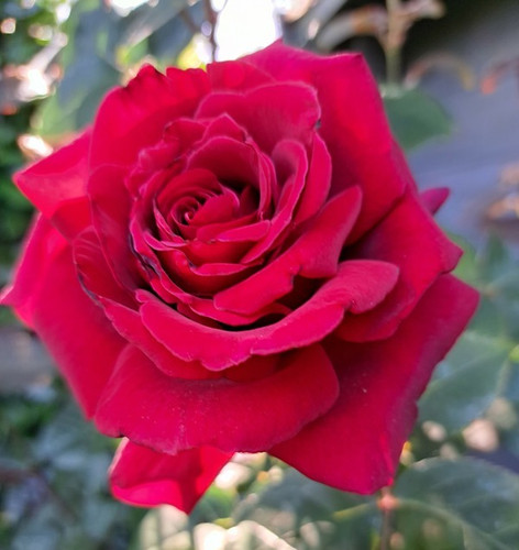 Firefighter | Plants Rose World