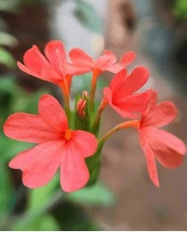 Crossandra red | Plants Rose World