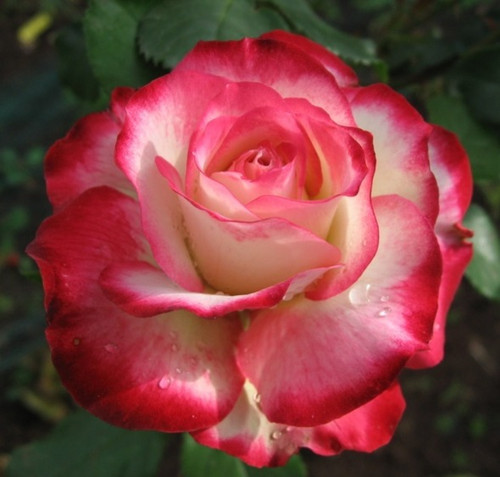 Cherry Parfait | Plants Rose World