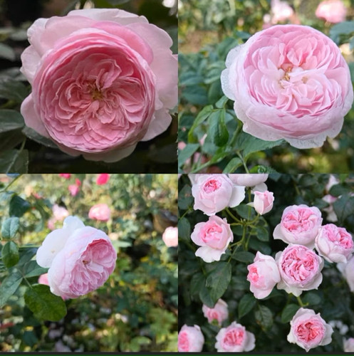 No 30 Mon coeur | Plants Rose World