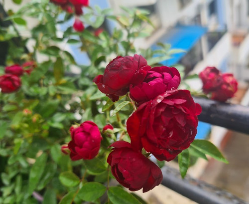 Rashmi | Plants Rose World