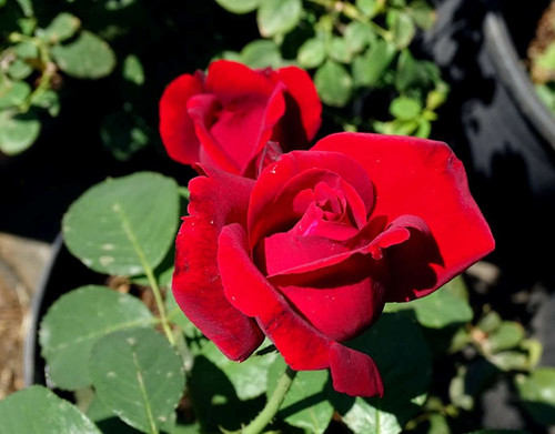 Scarlet Knight | Plants Rose World