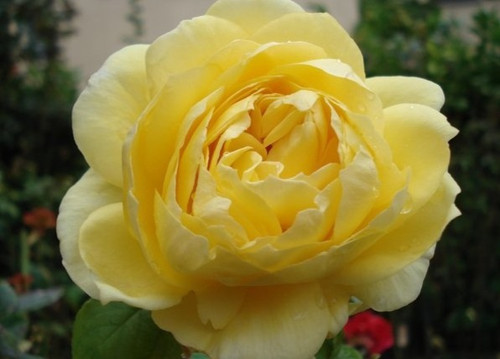 O Sole Mio | Plants Rose World